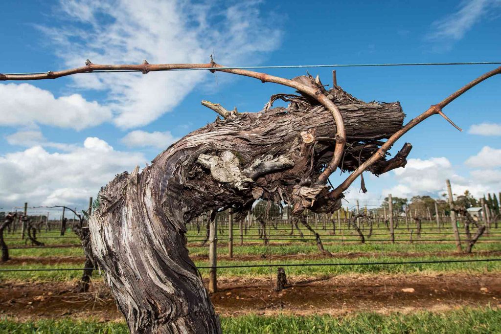 Our Story | Balnaves of Coonawarra
