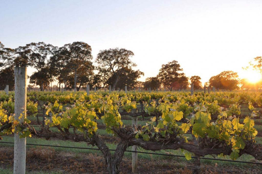 Our Story | Balnaves of Coonawarra