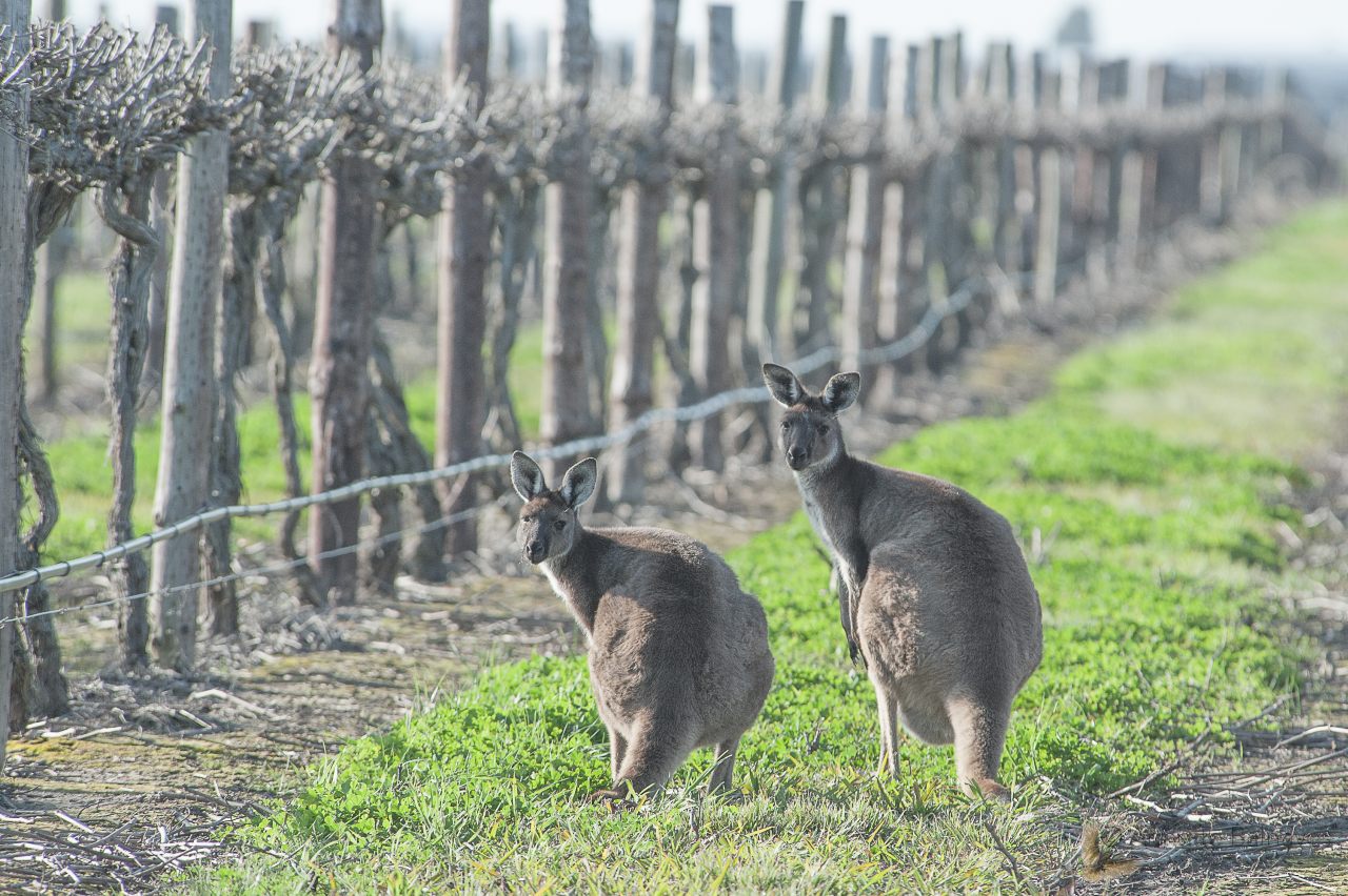 Sustainability | Balnaves of Coonawarra